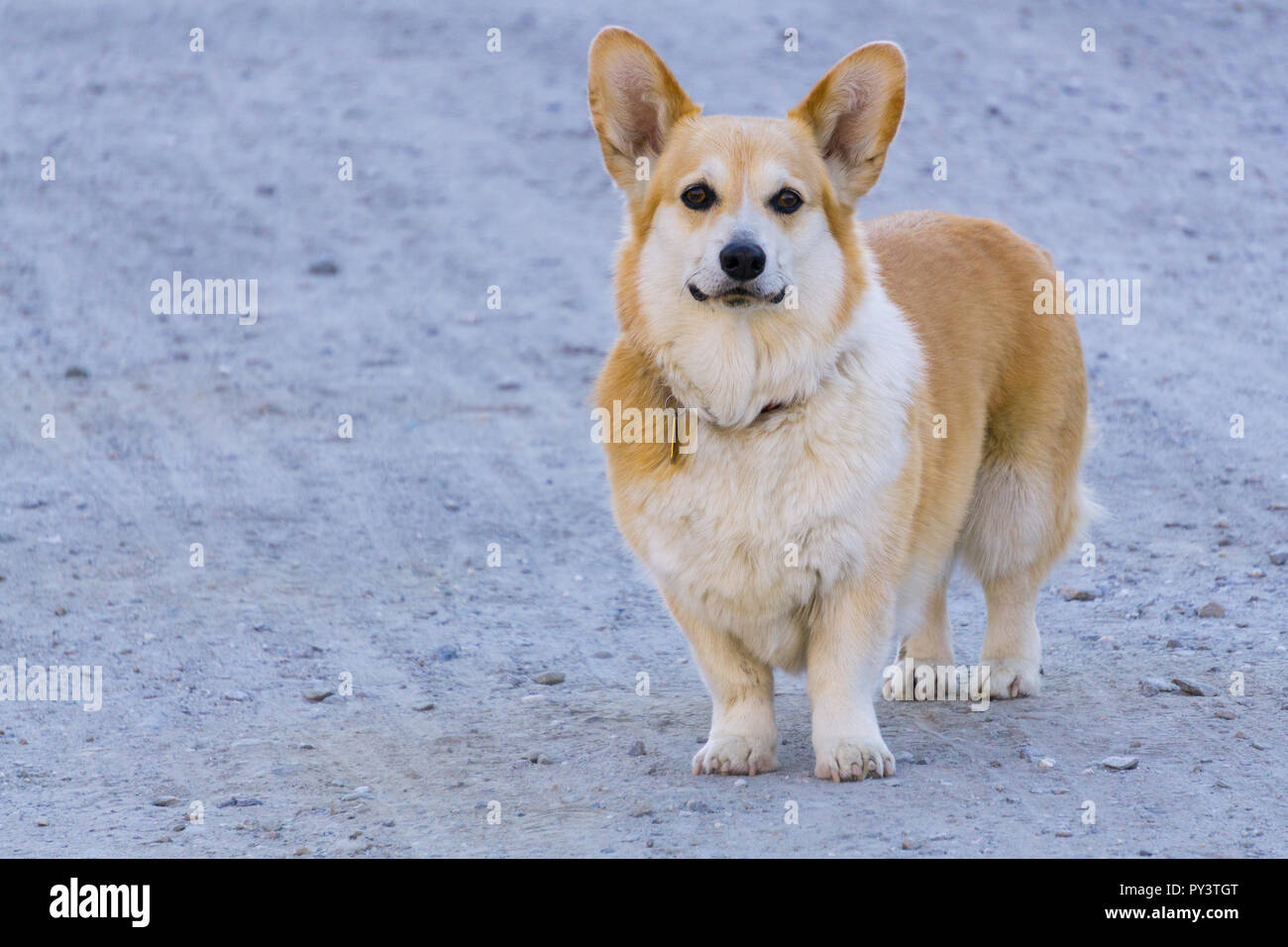 Welsh corgi dog hi-res stock photography and images - Alamy