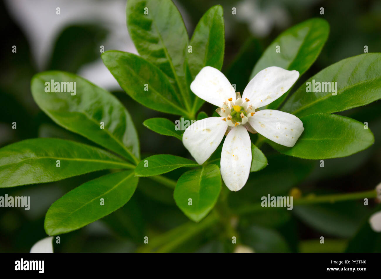 Jasmin blooms hi-res stock photography and images - Alamy