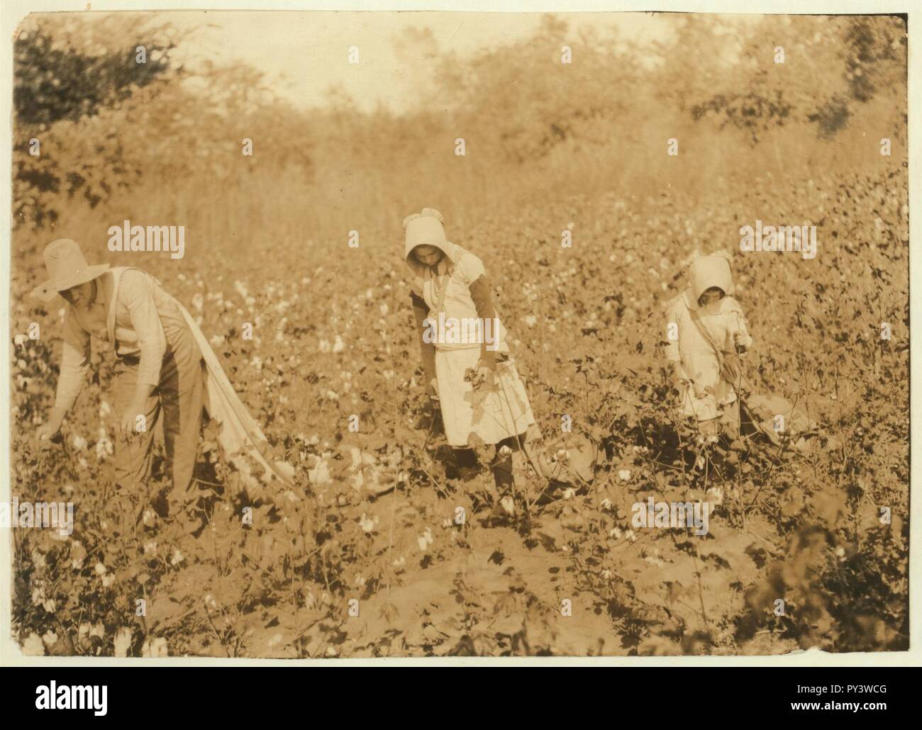 Campbell family picking cotton. W.W. Campbell, Route 1, Box 64, Shawnee ...