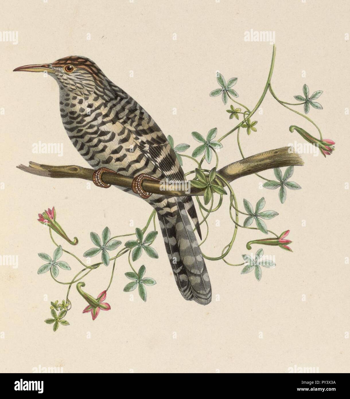 Campylorhynchus megalopterus 1849 Stock Photo - Alamy