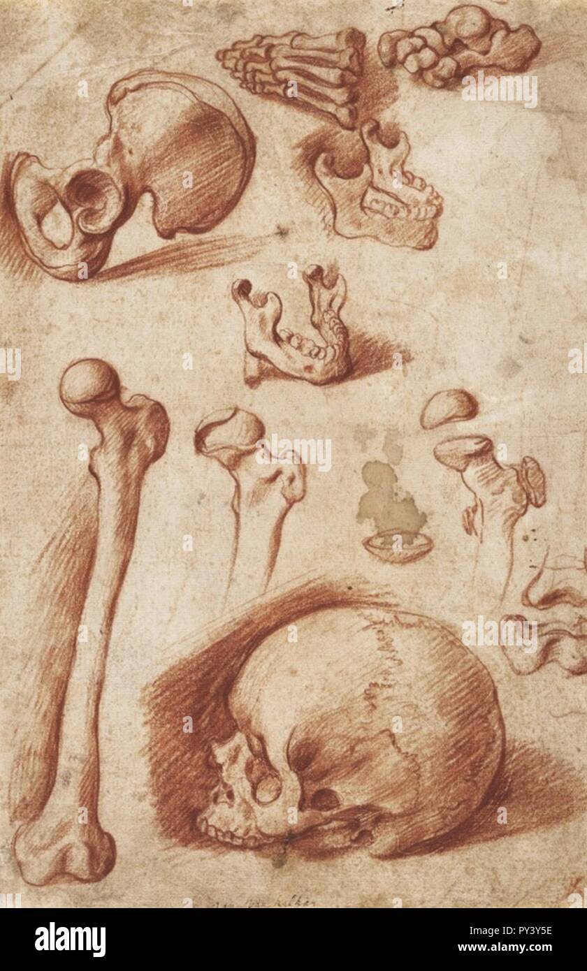 Studies of Human Bones by Jan Steven van Calcar, red chalk Stock Photo ...