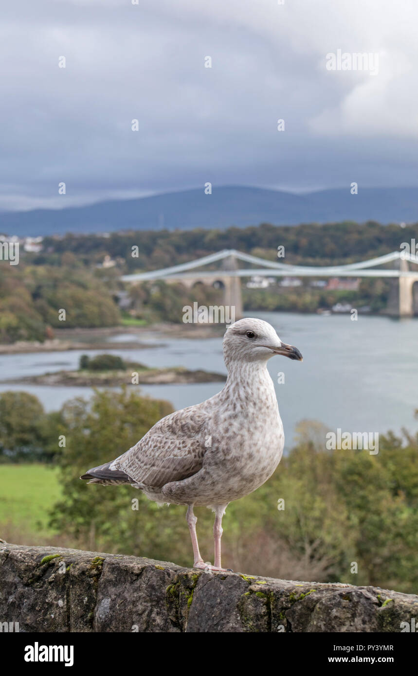 View menai strait hi-res stock photography and images - Alamy