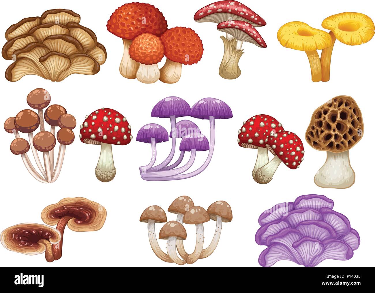 Set of different mushrooms illustration Stock Vector Image & Art - Alamy