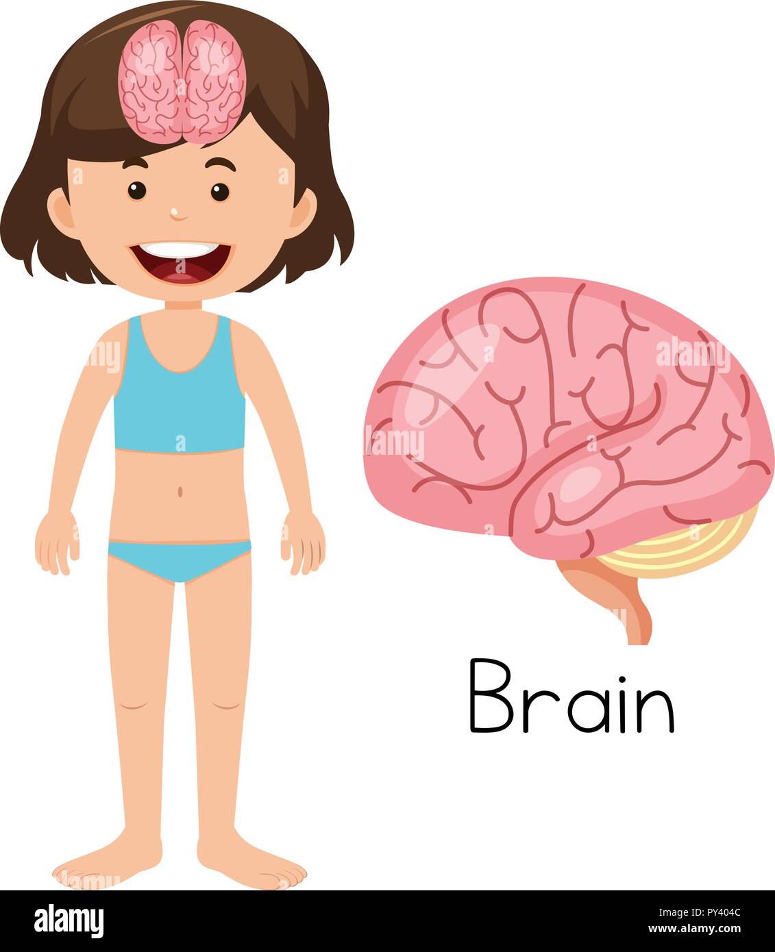 A Cartoon of Human Brain illustration Stock Vector Image & Art - Alamy