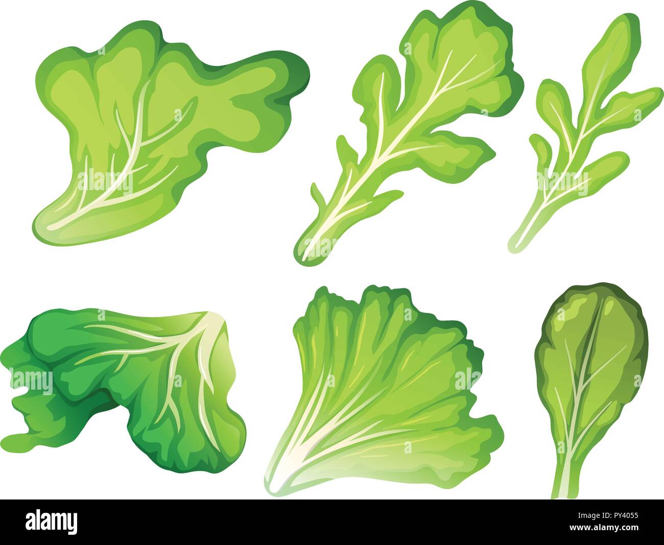 Fresh green rocket salad Stock Vector Images - Alamy