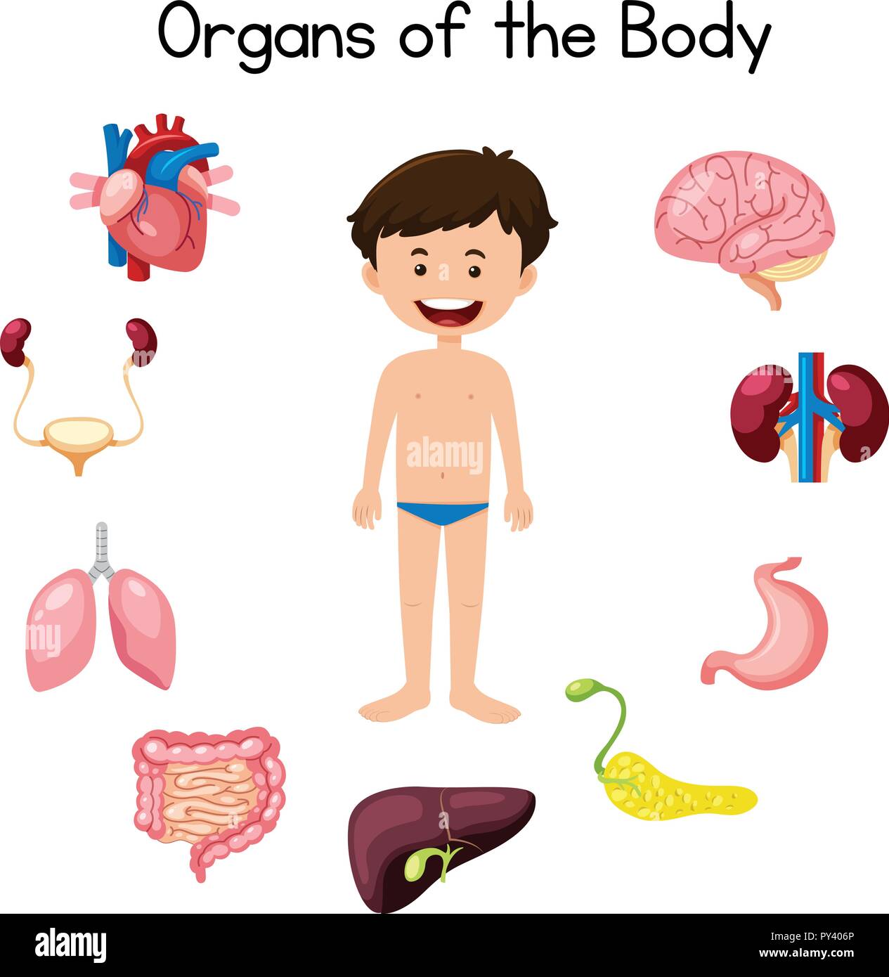 Organs of the boy illustration Stock Vector Image & Art - Alamy