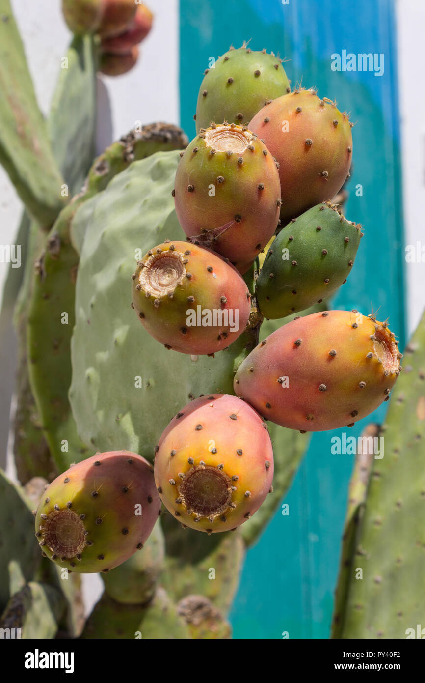 Prickle pears hi-res stock photography and images - Alamy