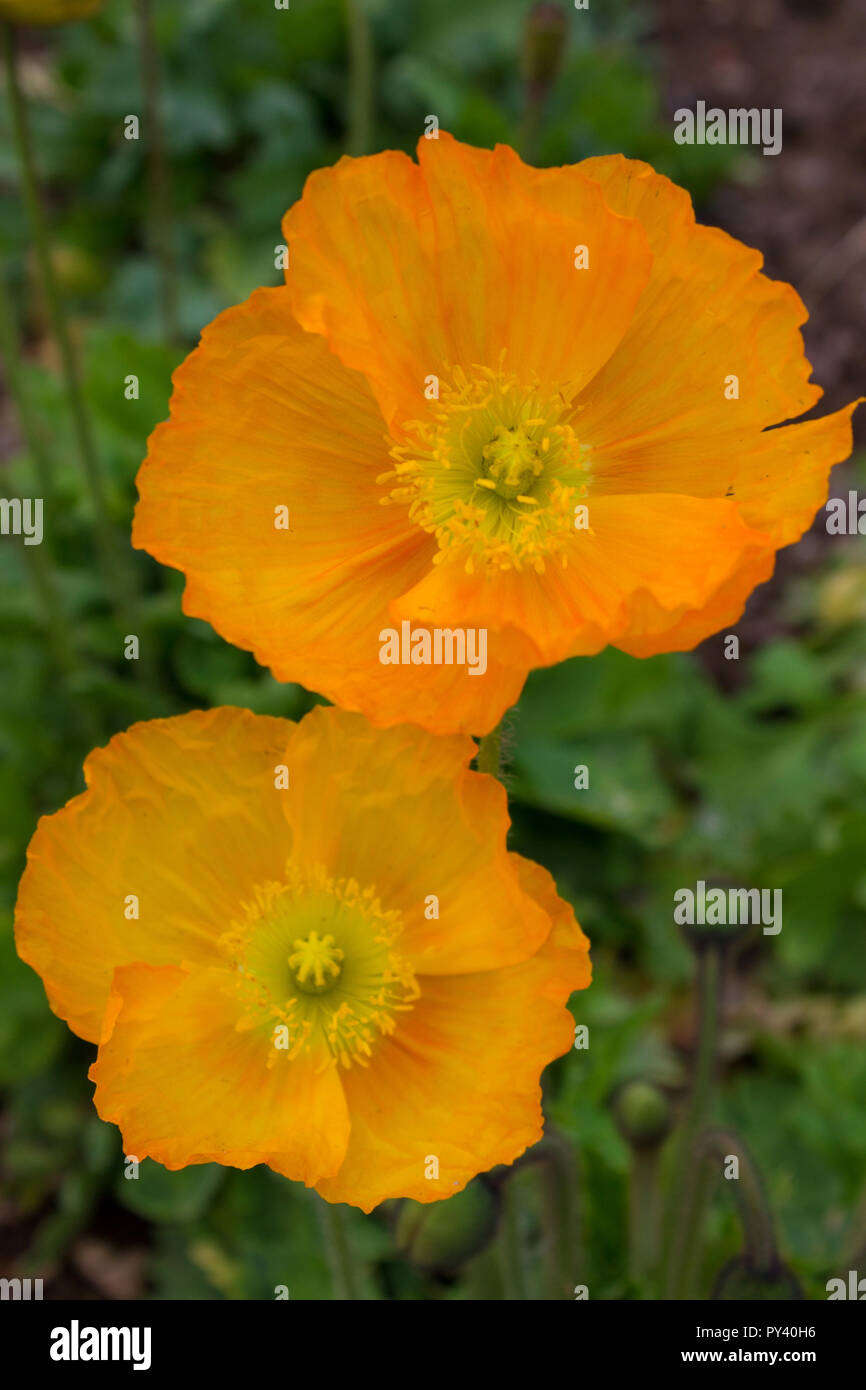 Poppy close ups hi-res stock photography and images - Alamy