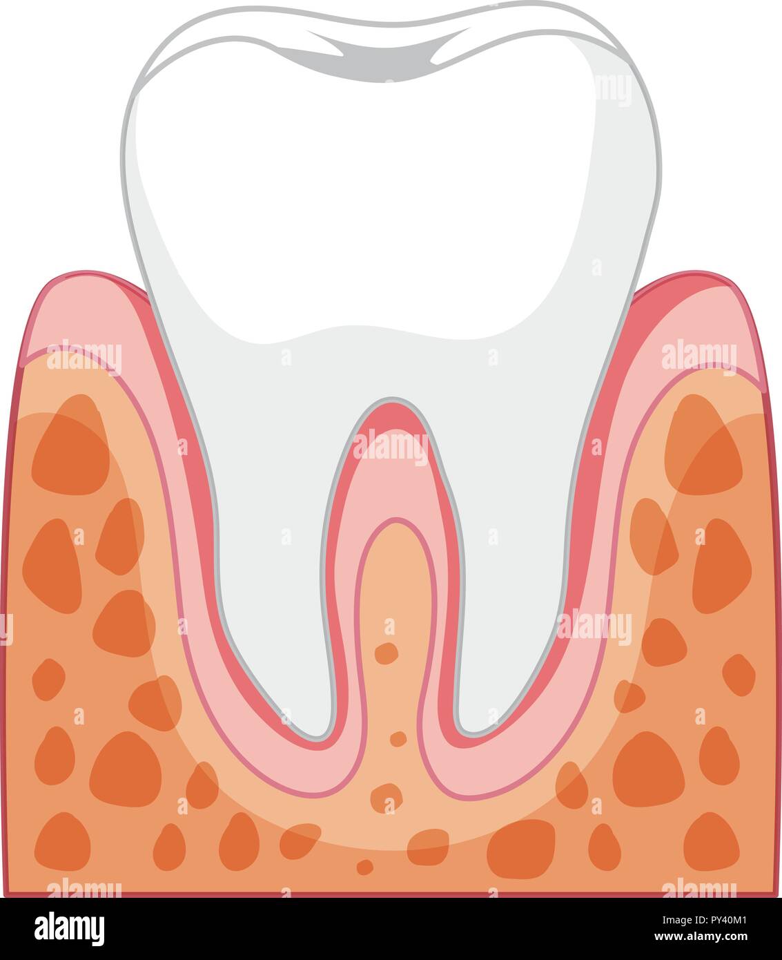 A Tooth in gum illustration Stock Vector Image & Art - Alamy