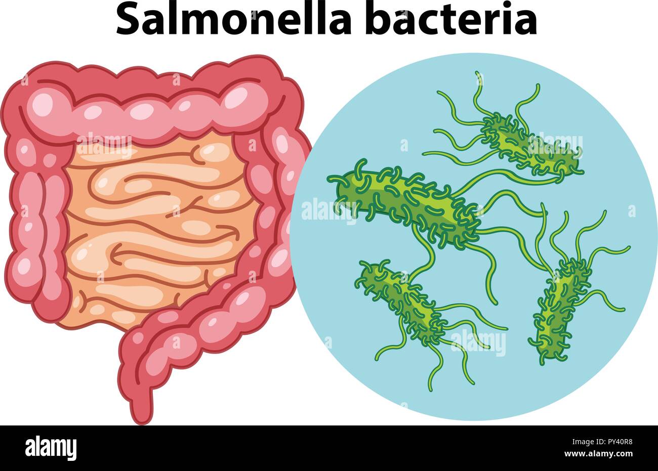 Magnified cells of Salmonella bacteria illustration Stock Vector Image ...