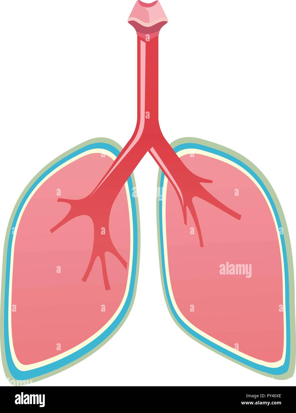 A set of healthy lungs illustration Stock Vector Image & Art - Alamy