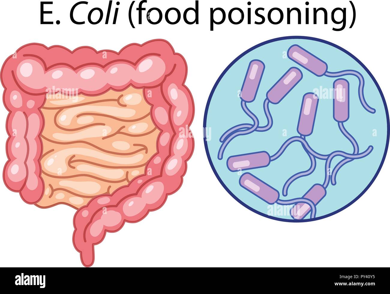 A Vector of E Coli Bacteria illustration Stock Vector Image & Art - Alamy