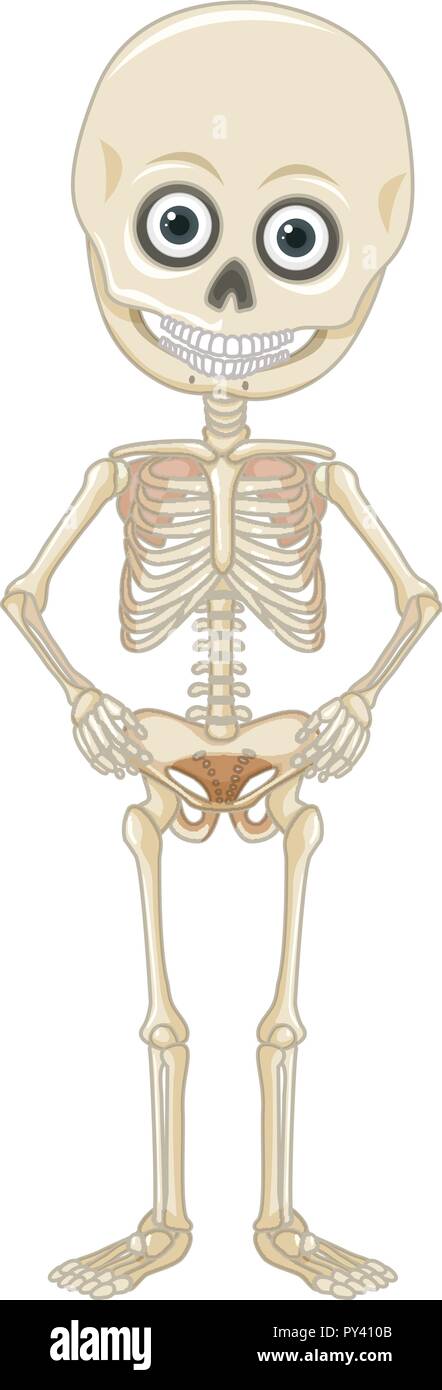 A Human Skeleton on White Background illustration Stock Vector Image ...