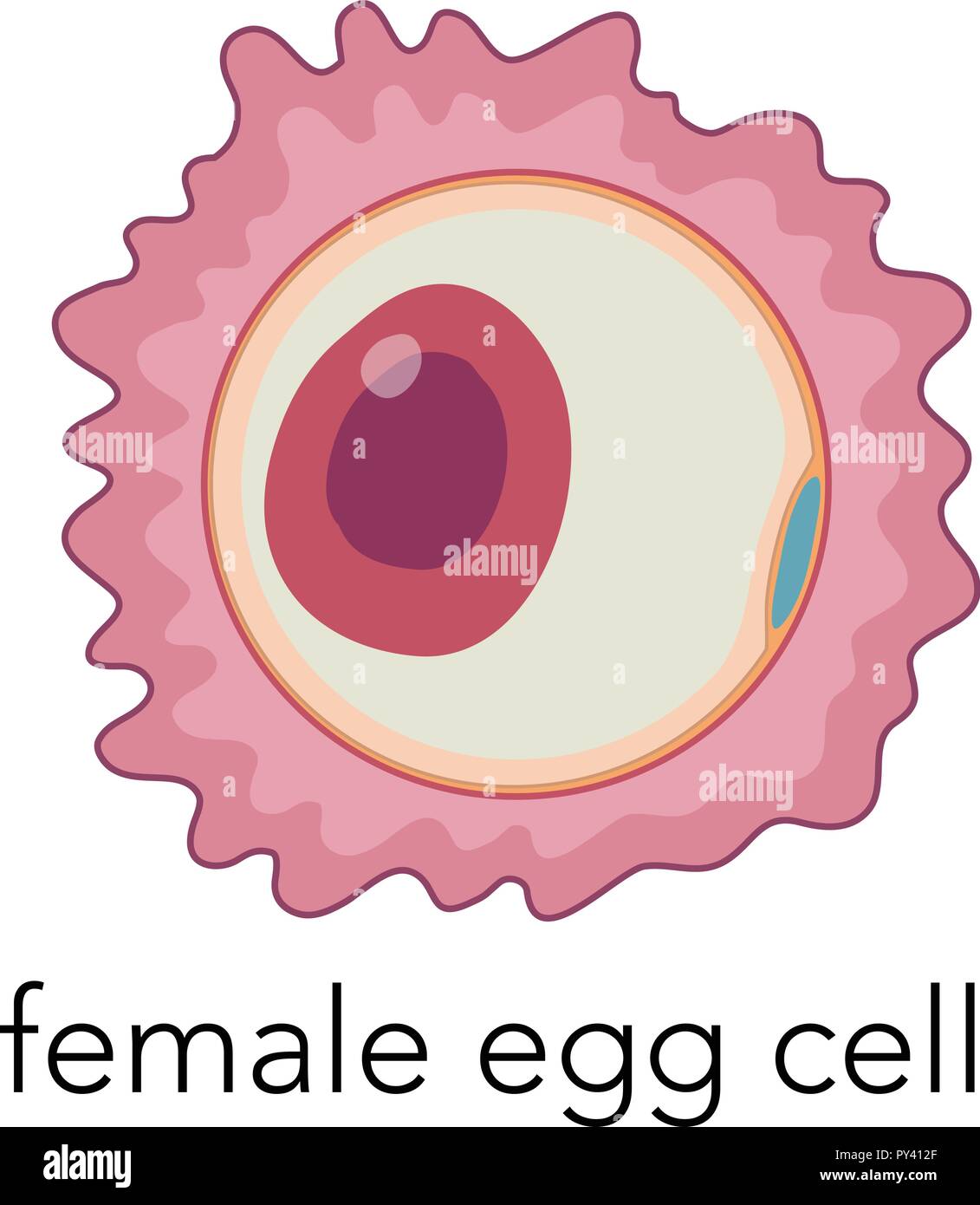Female Egg Cell On White Background Illustration Stock Vector Image