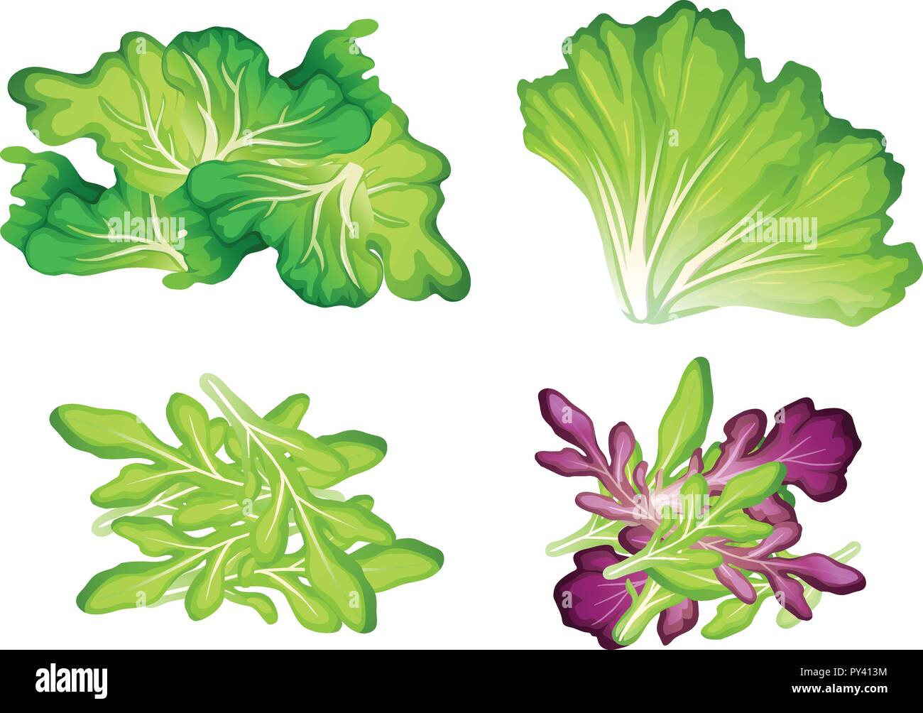 A Set of Leaf Vegetable illustration Stock Vector Image & Art - Alamy