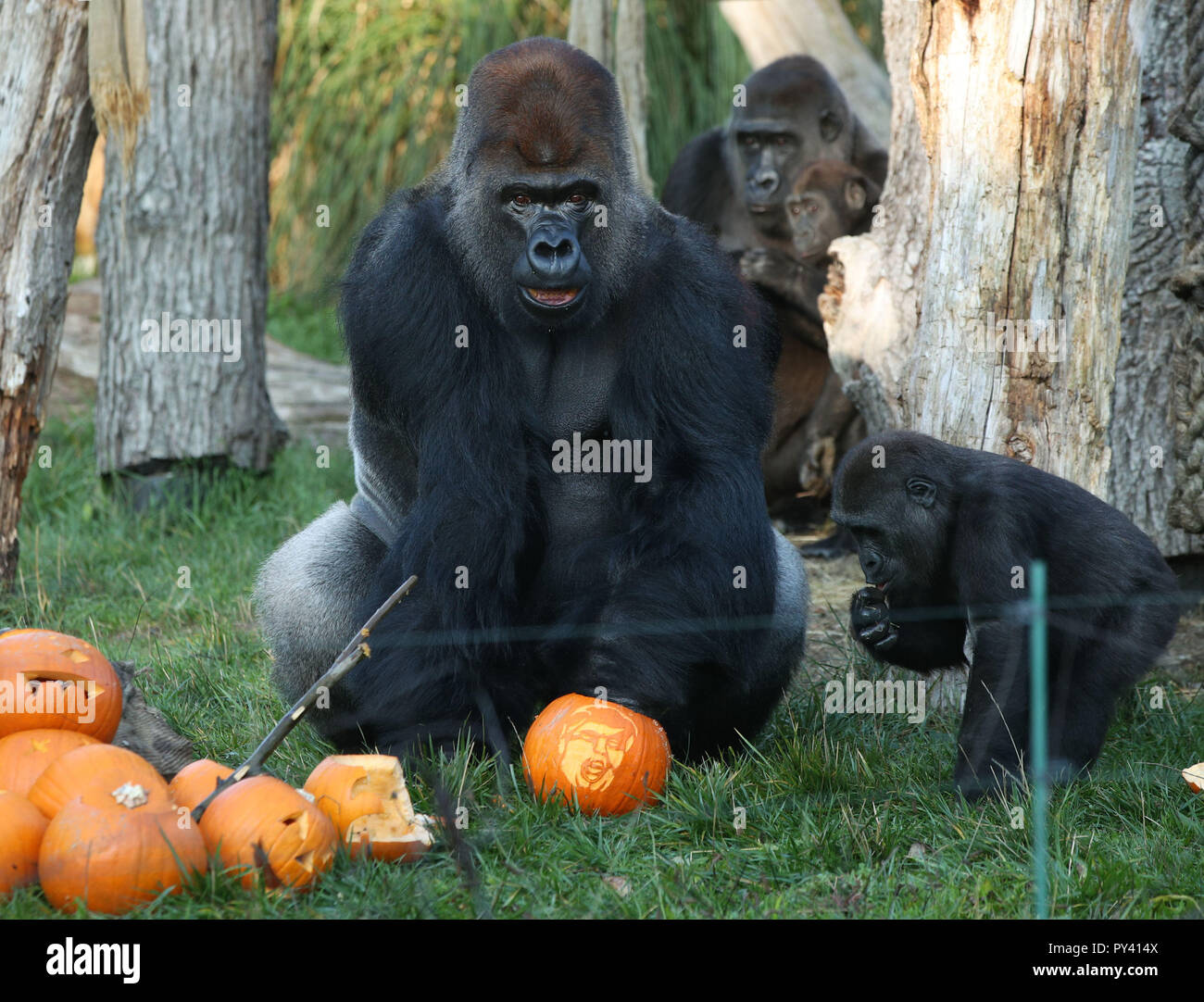 Kumbuka the silverback gorilla with a 'Donald Trump' pumpkin during a ...