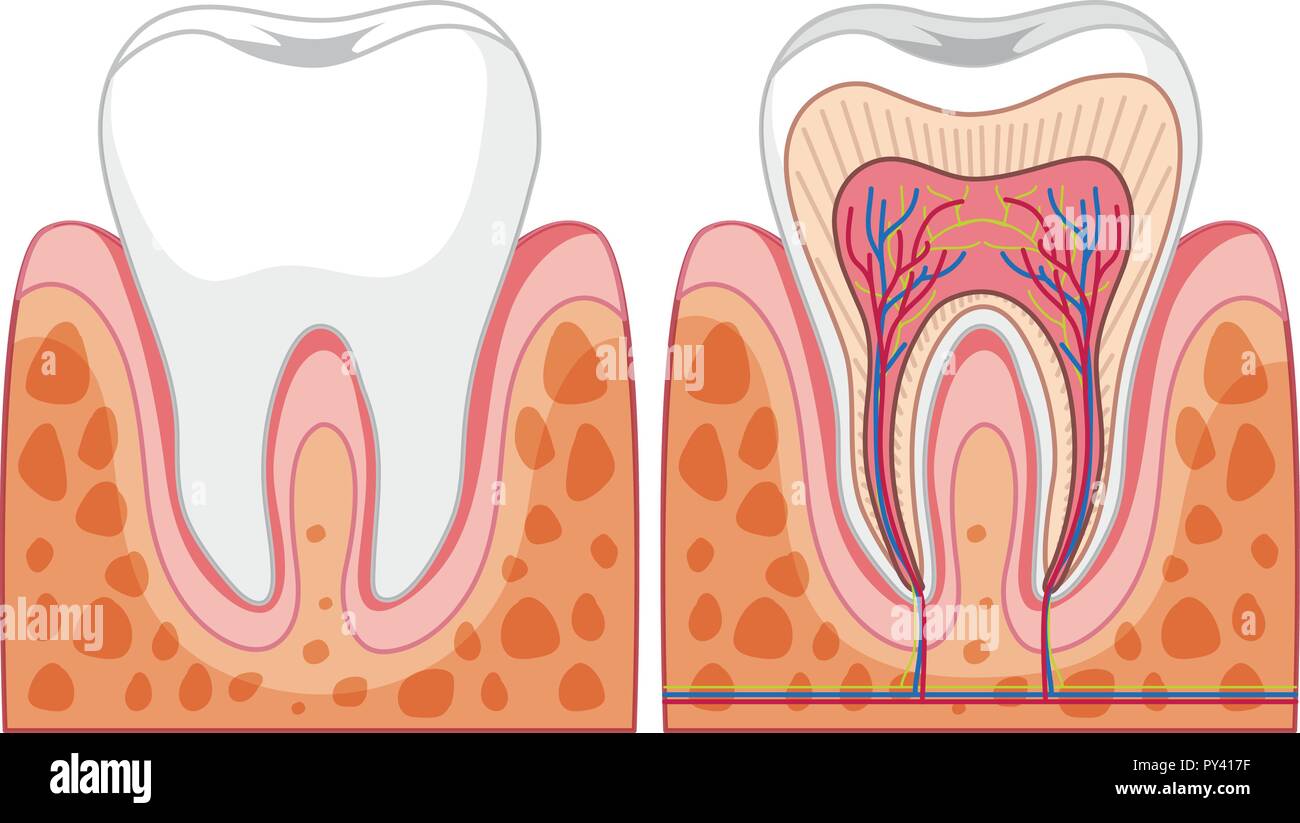 Set of tooth diagrams illustration Stock Vector Image & Art - Alamy