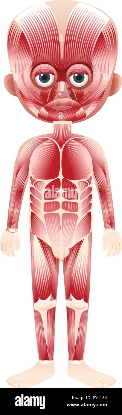 body with muscle overlay illustration Stock Vector Image & Art - Alamy