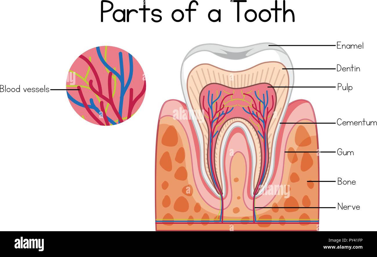 Parts of a tooth diagram illustration Stock Vector Image & Art - Alamy