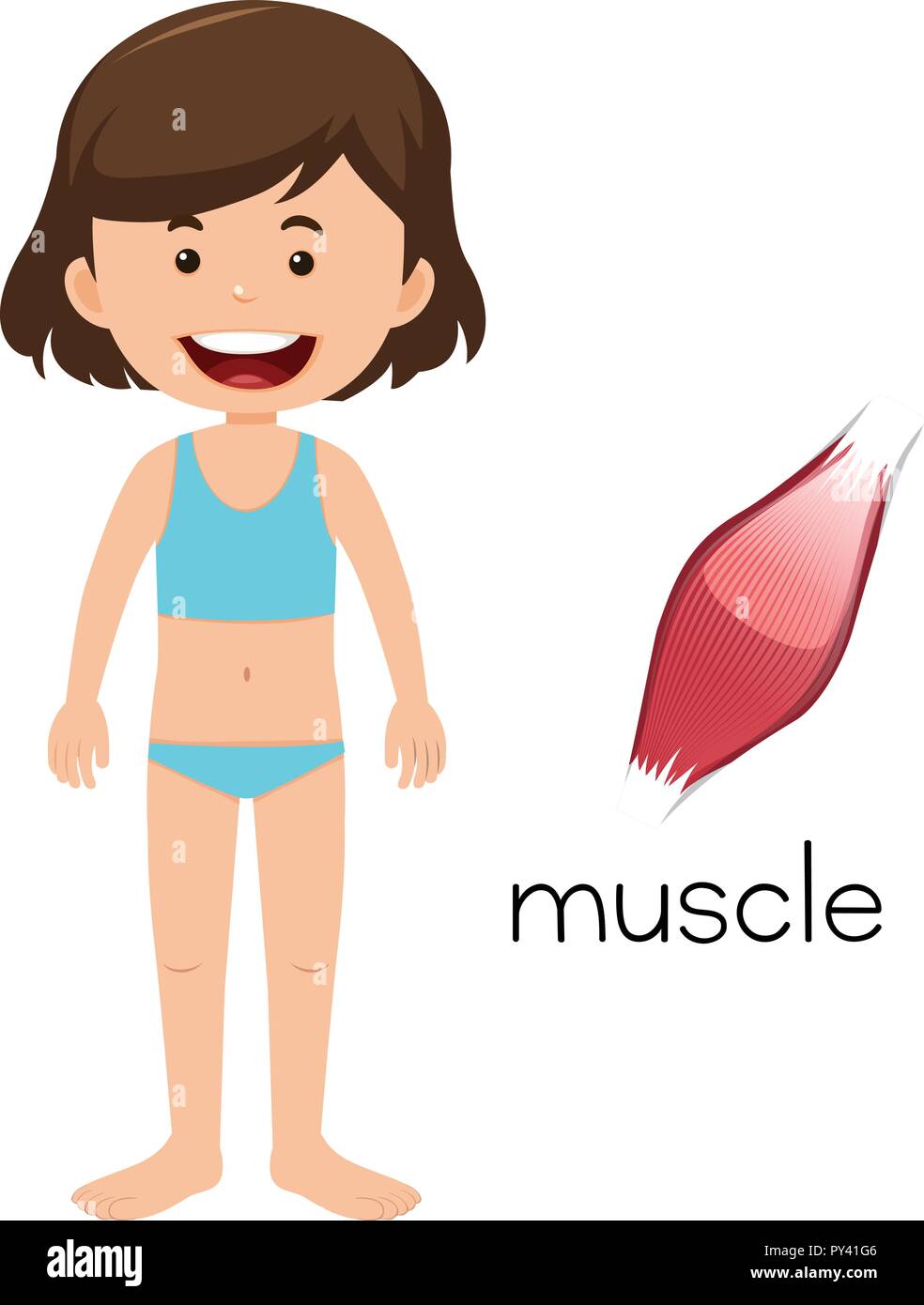 Muscular System Cut Out Stock Images & Pictures - Alamy