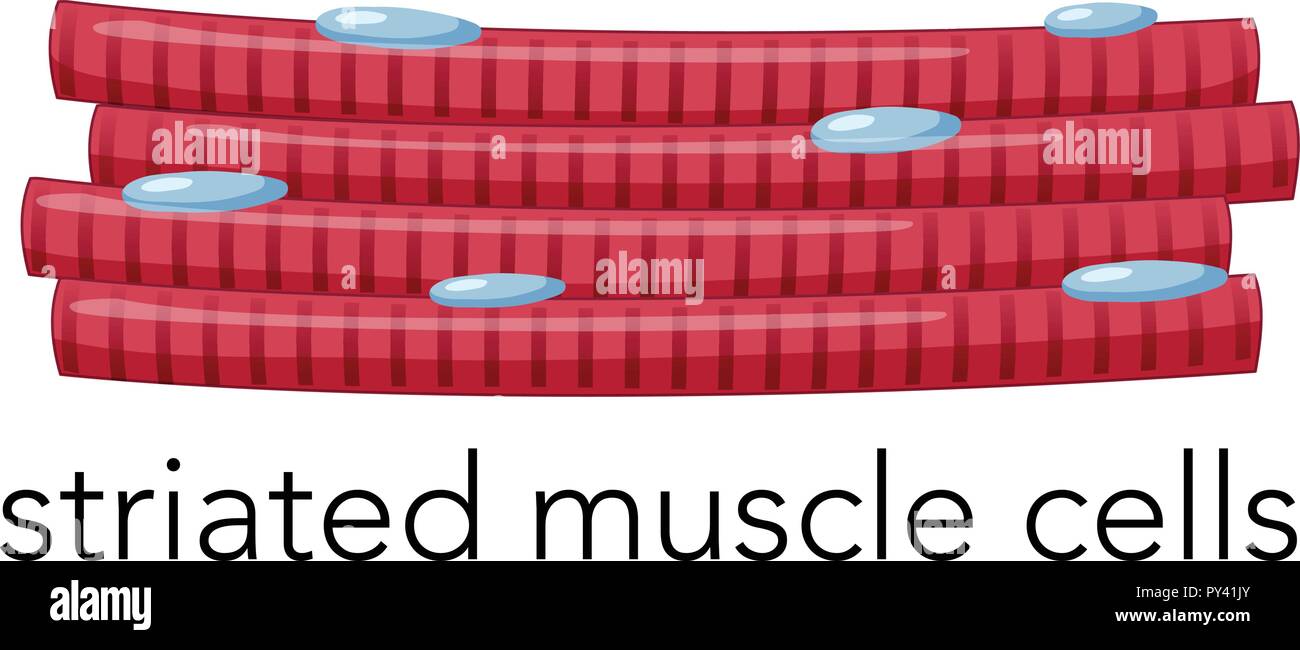 Magnified striated muscle cells illustration Stock Vector Image & Art ...