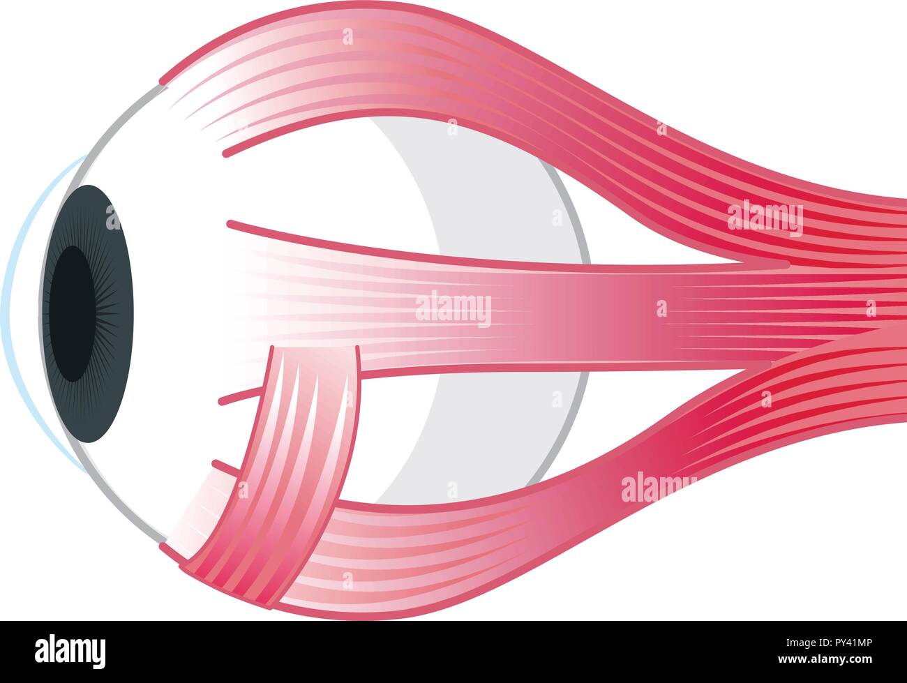 Muscle structure of the eye illustration Stock Vector Image & Art - Alamy