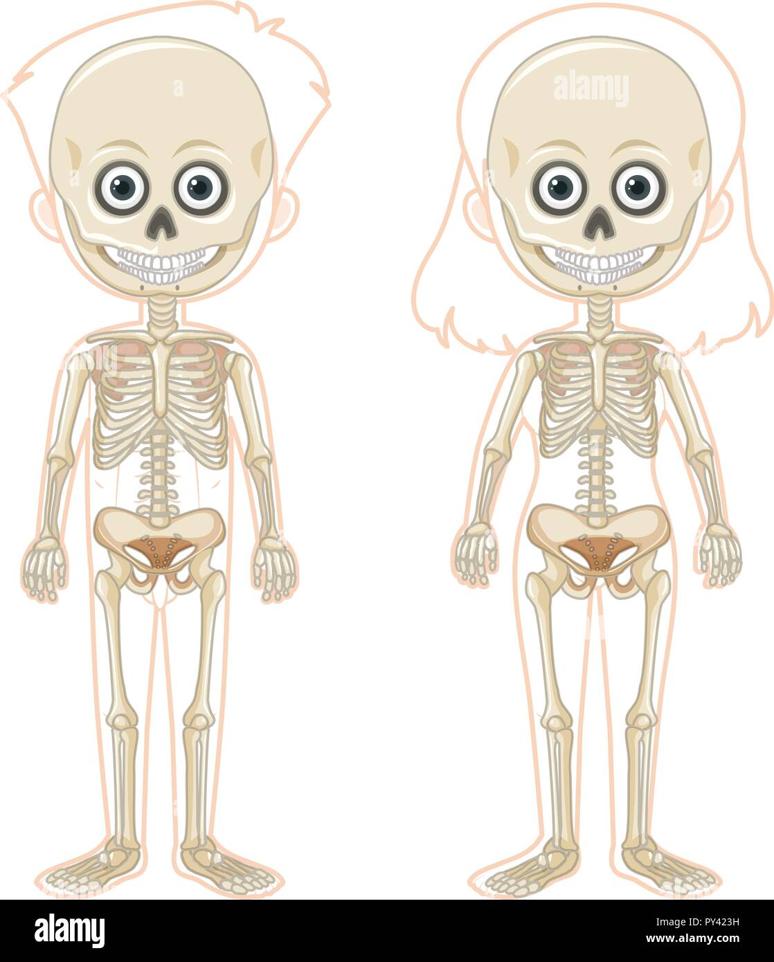 Skeleton of a boy and girl illustration Stock Vector Image & Art - Alamy