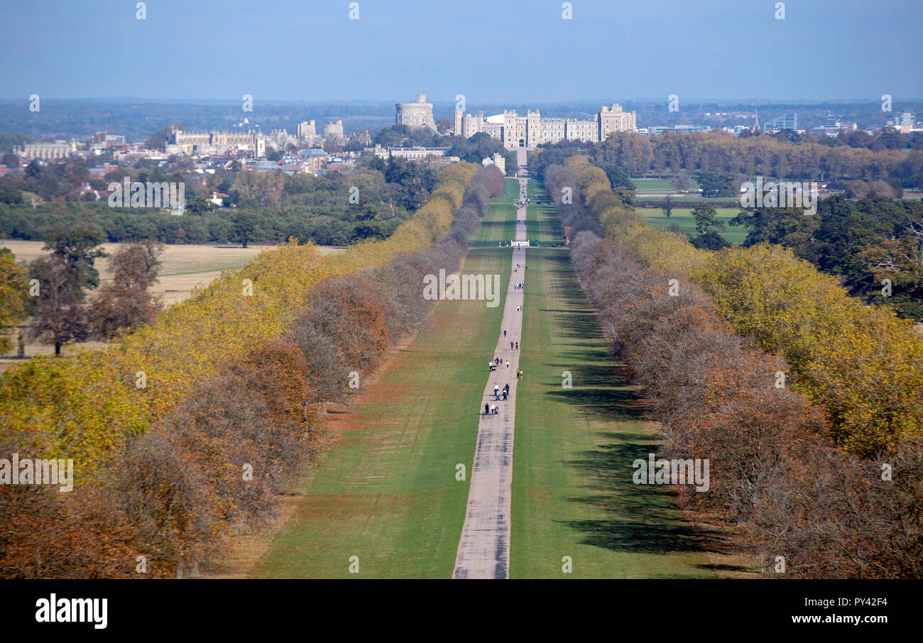Trees along the Long Walk at Windsor Castle, Berkshire, which have ...