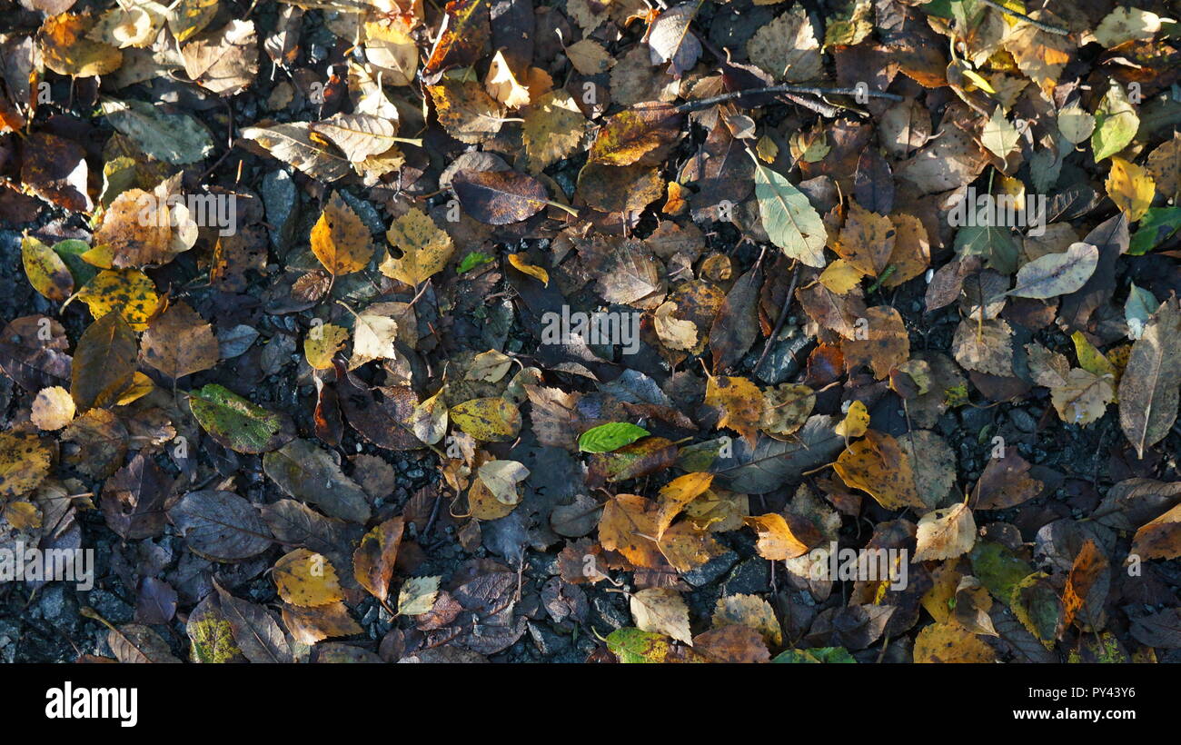 Wet dead leaves ground hi-res stock photography and images - Alamy