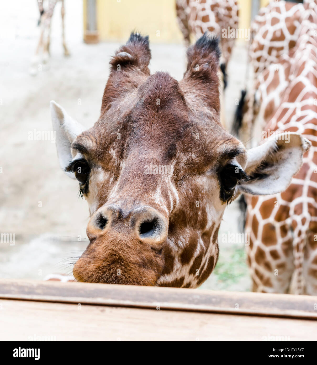 Closeup portrait of Reticulated giraffe (Giraffa camelopardalis reticulata), also known as the ...
