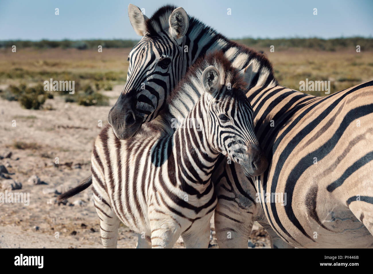 Zebra calf hi-res stock photography and images - Alamy