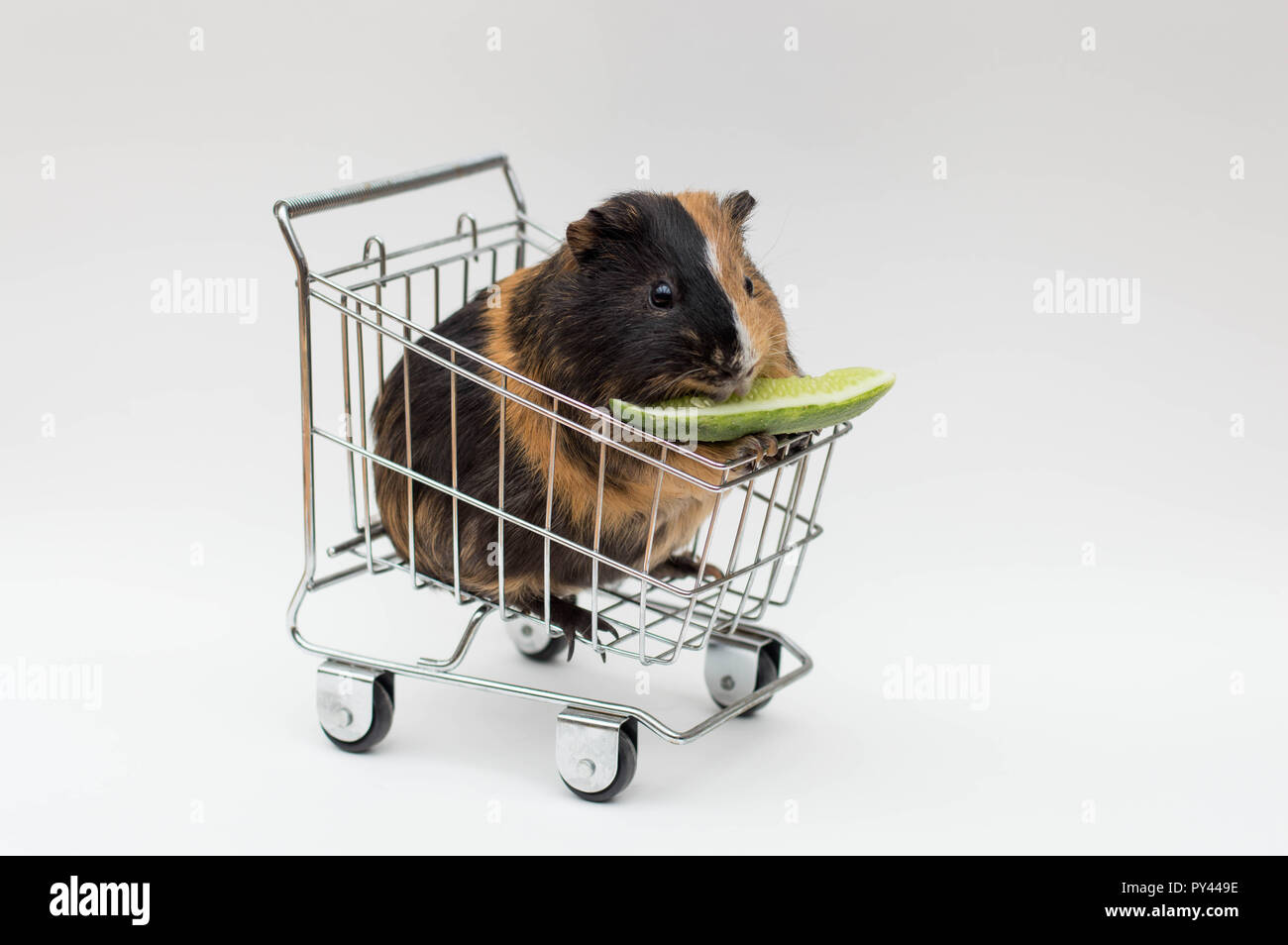Guinea pig sitting in a shopping cart on isolated background Stock ...