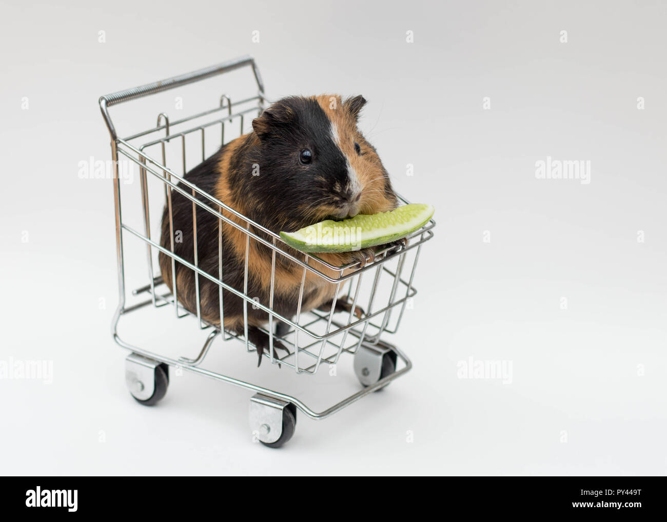 Guinea pig sitting in a shopping cart on isolated background Stock ...