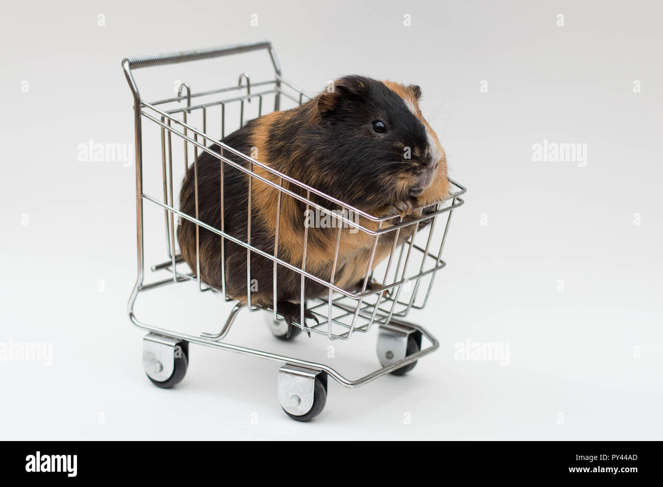Guinea pig sitting in a shopping cart on isolated background Stock ...