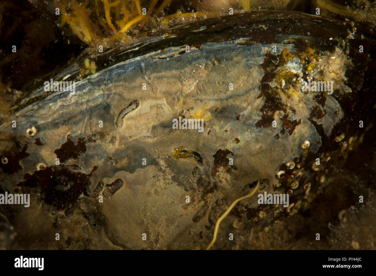 Coastal Organisms High Resolution Stock Photography and Images - Alamy