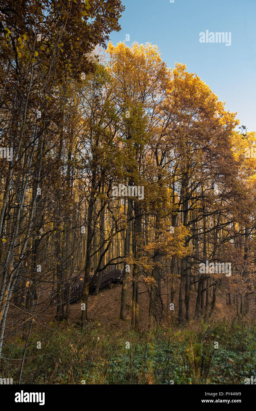 Colors of an autumn fall season in the wood Stock Photo - Alamy