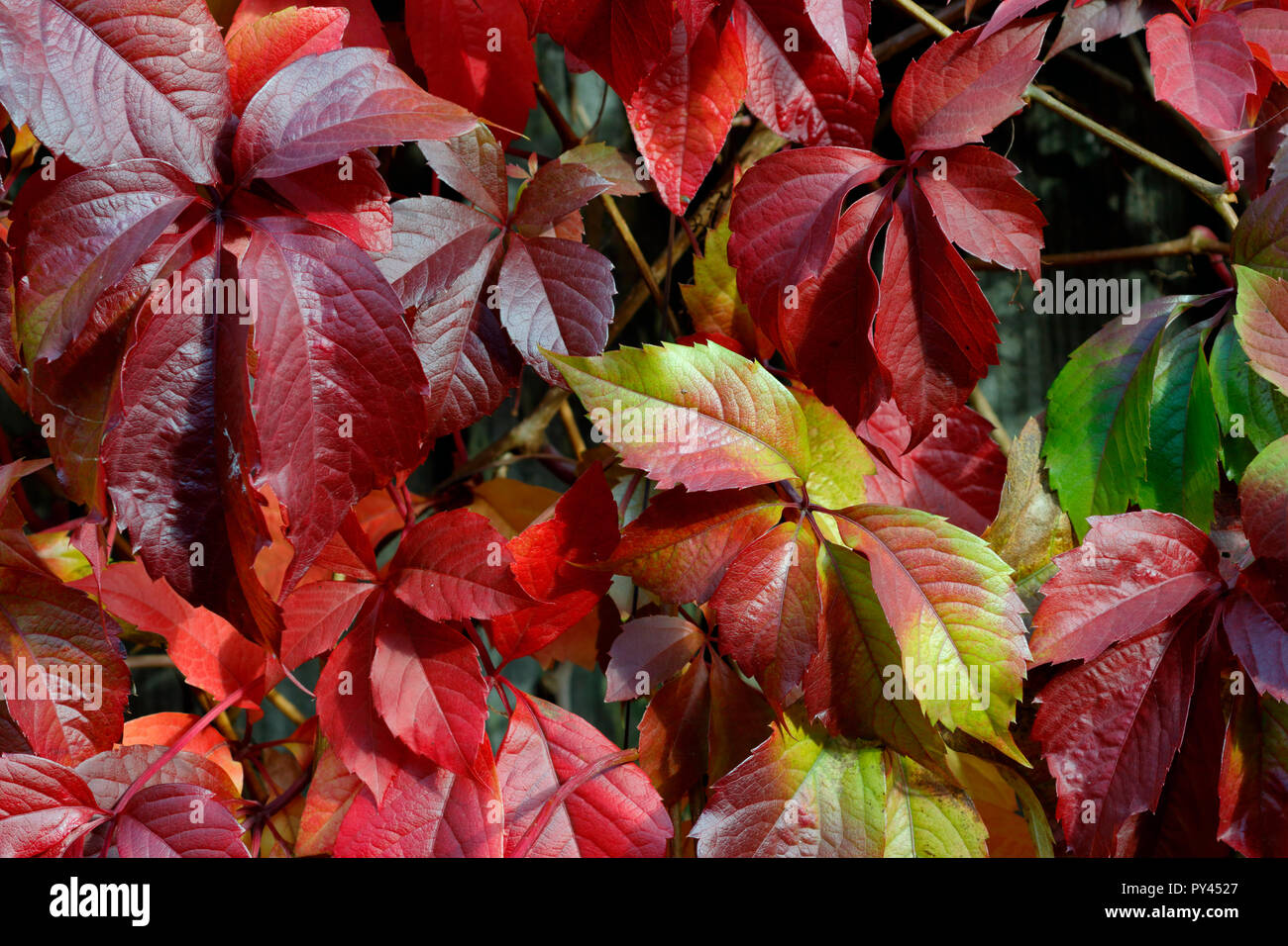 Boston Ivy, Parthenocissus tricuspidata Veitchii, in autumn colour ...