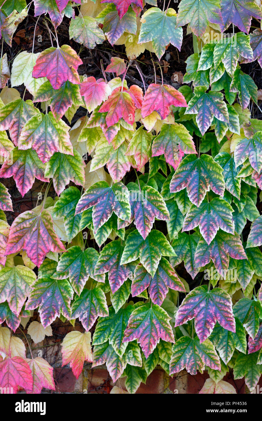 Boston Ivy, Parthenocissus tricuspidata, also called grape ivy, and ...