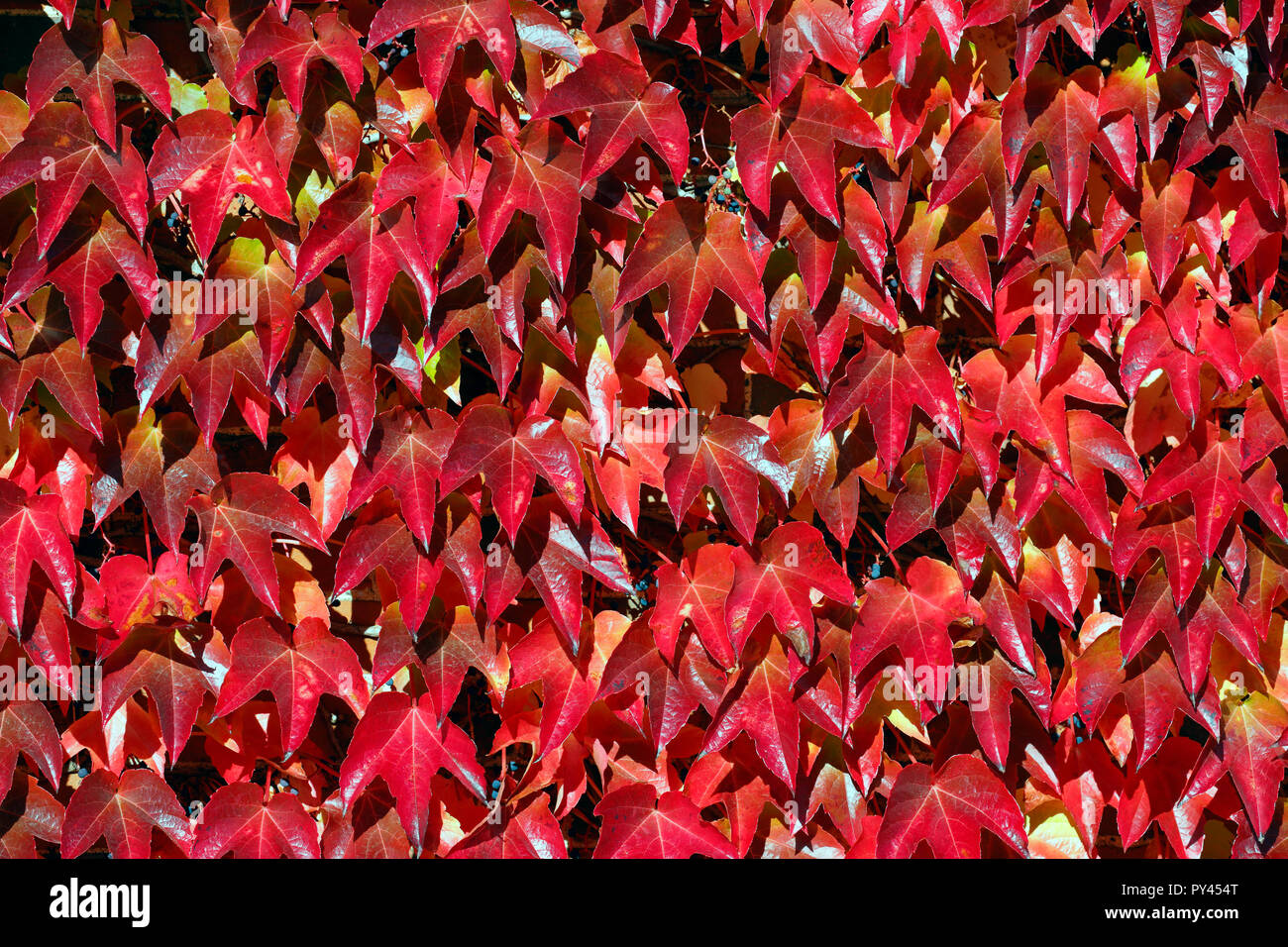 Virginia Creeper, also called American Ivy, Parthenocissus quinquefolia ...