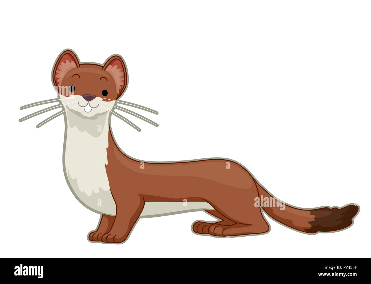 Vector illustration stoat ermine Cut Out Stock Images & Pictures - Alamy