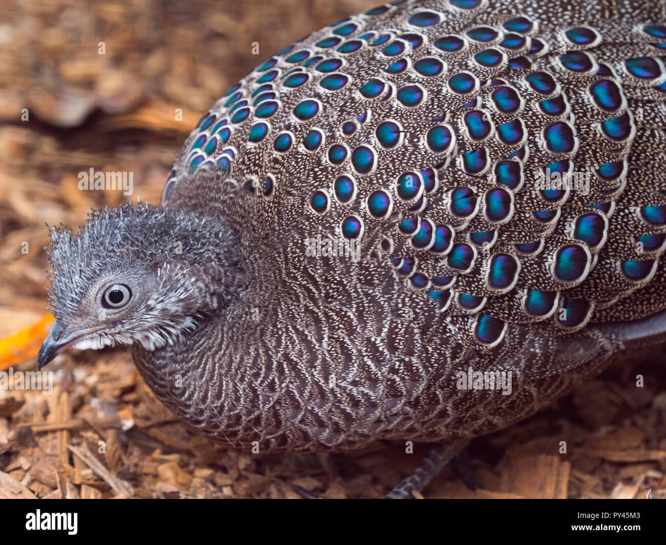 Grey peacock-pheasant Polyplectron bicalcaratum Stock Photo - Alamy