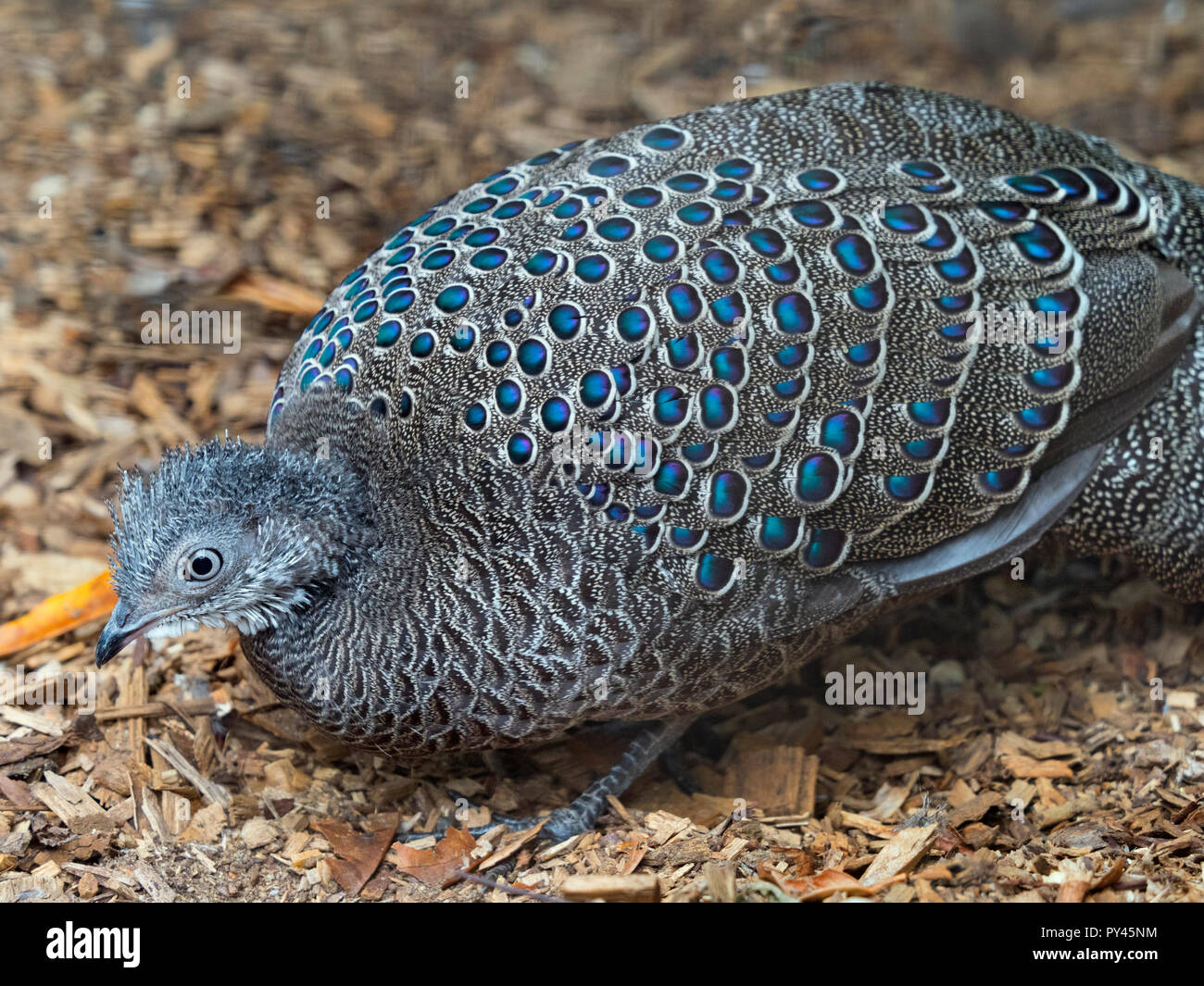 Polyplectron bicalcaratum hi-res stock photography and images - Alamy