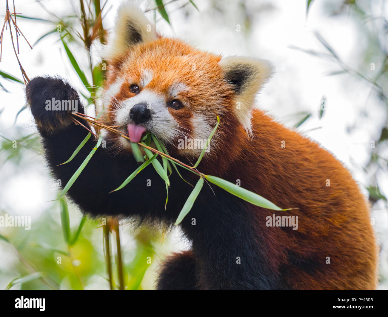 Red panda Ailurus fulgens eating bamboo leaves Stock Photo - Alamy
