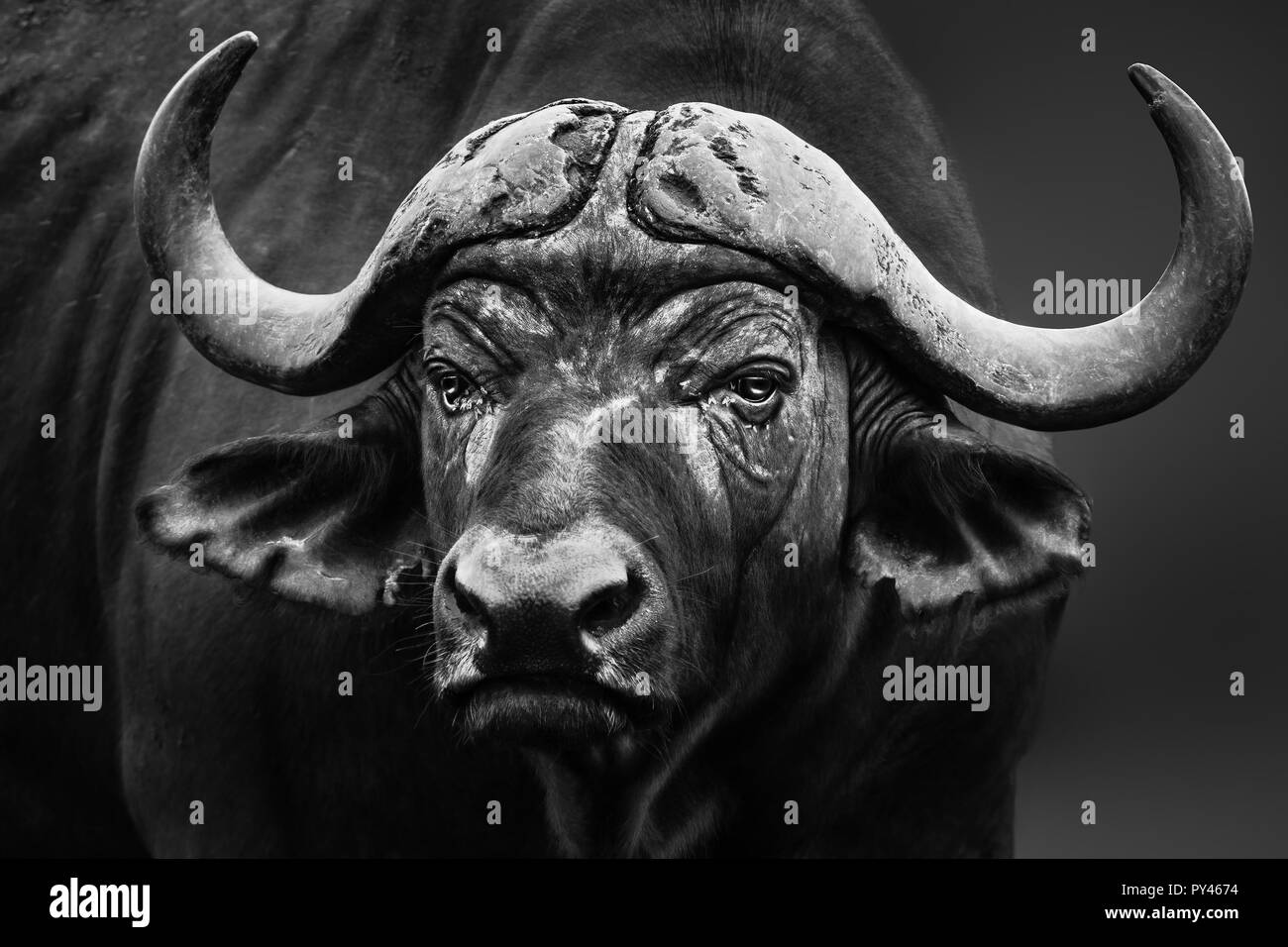 Buffalo reserve Black and White Stock Photos & Images - Alamy