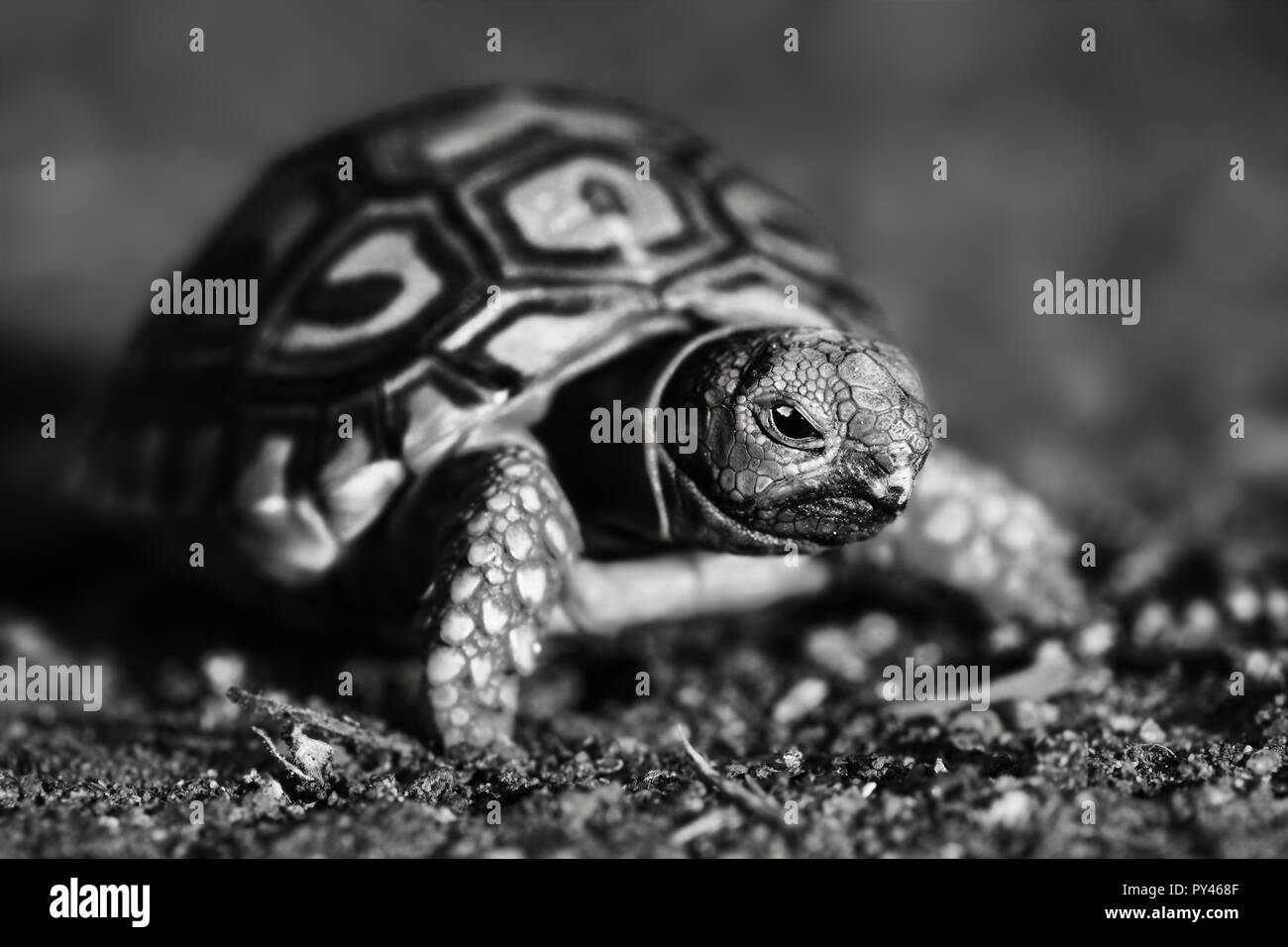 African mountain tortoise hi-res stock photography and images - Alamy