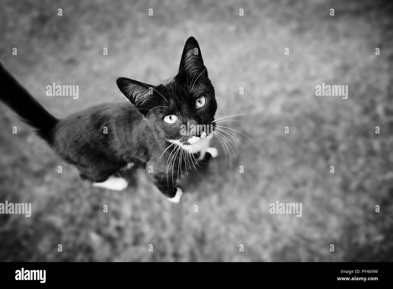 Staring black cat ready for action, monochrome Stock Photo - Alamy
