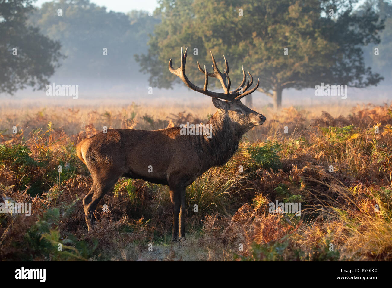 Royal stag hi-res stock photography and images - Alamy