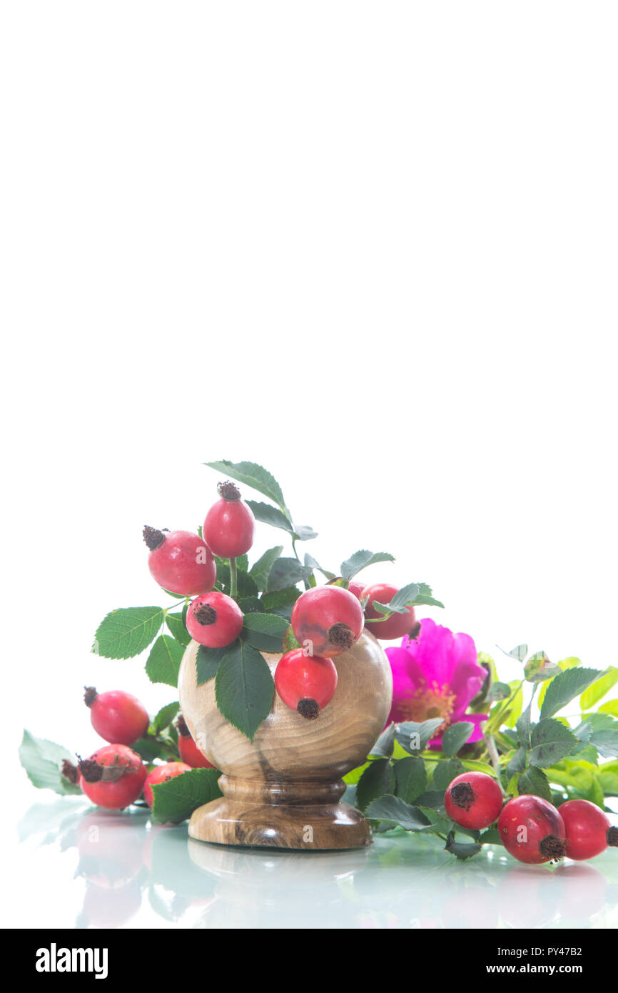 Ripe red briar berries on a branch on a white background Stock Photo ...