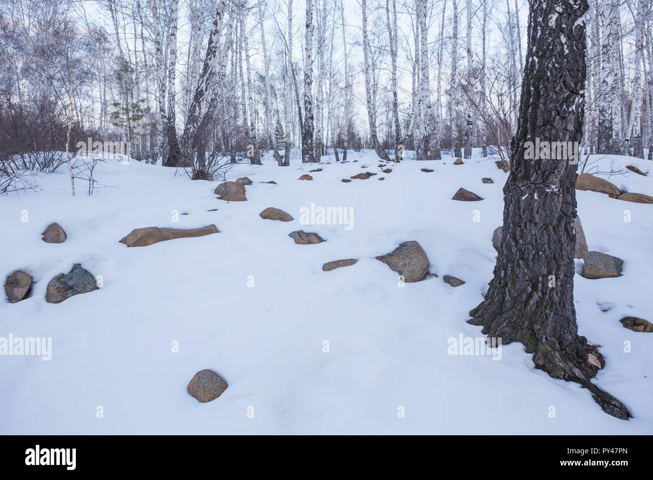 Birch forest dusk hi-res stock photography and images - Alamy