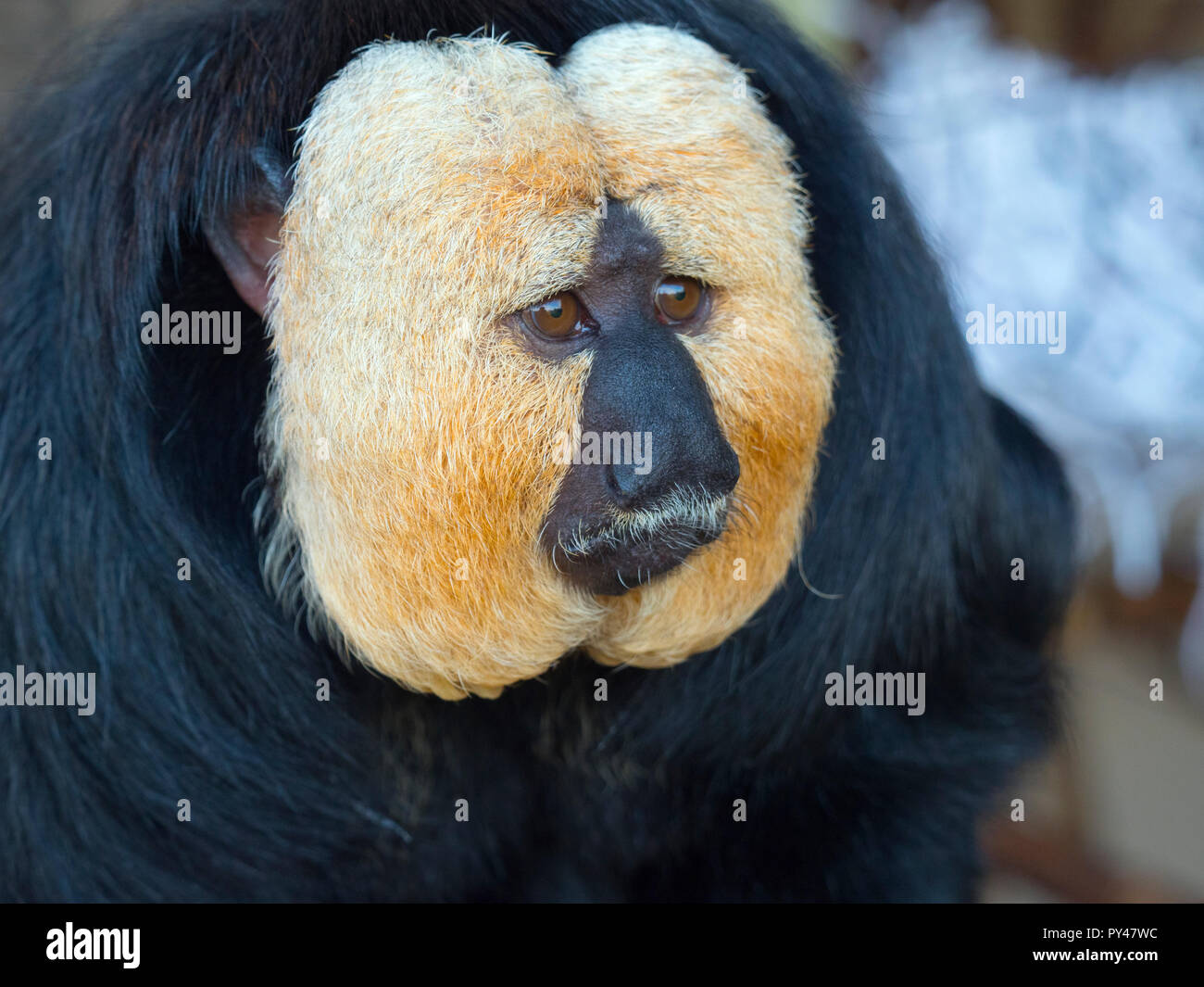White-faced saki Pithecia pithecia Captive portrait Stock Photo - Alamy